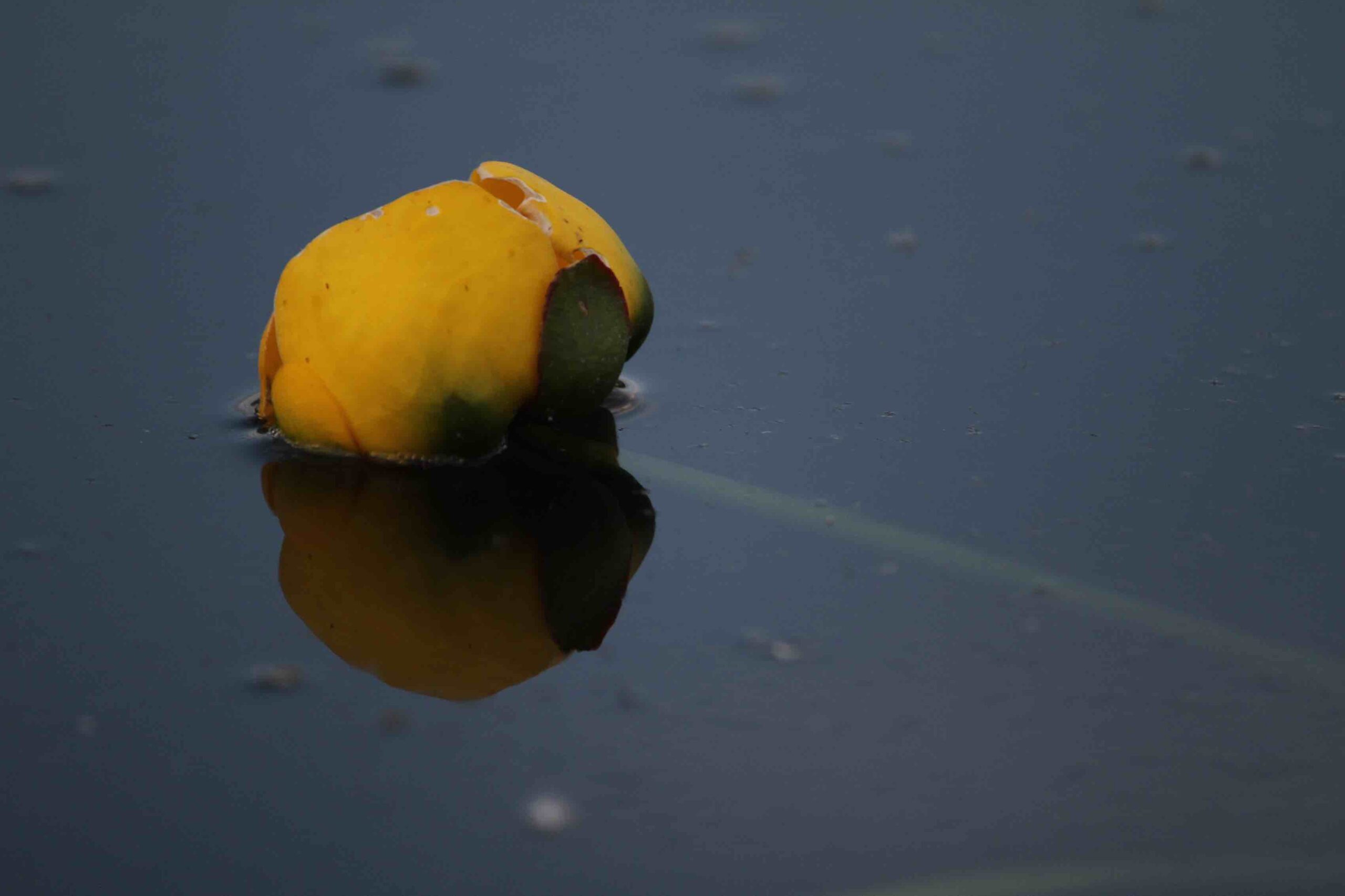 Disordered Eating: Binge Eating — Inspirational Insights Counselling